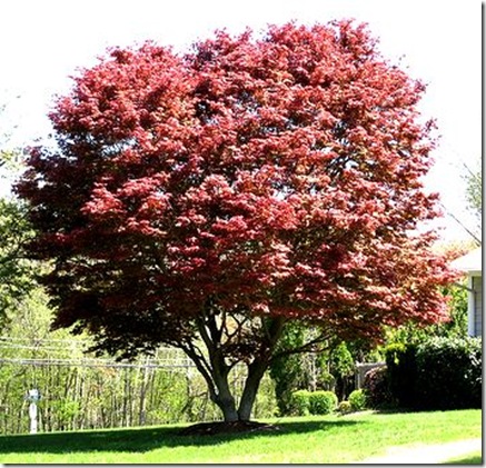 Acer palmatum “Acer o Arce Japonés” - Agroguia